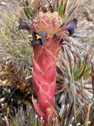 Puya exigua · iNaturalist