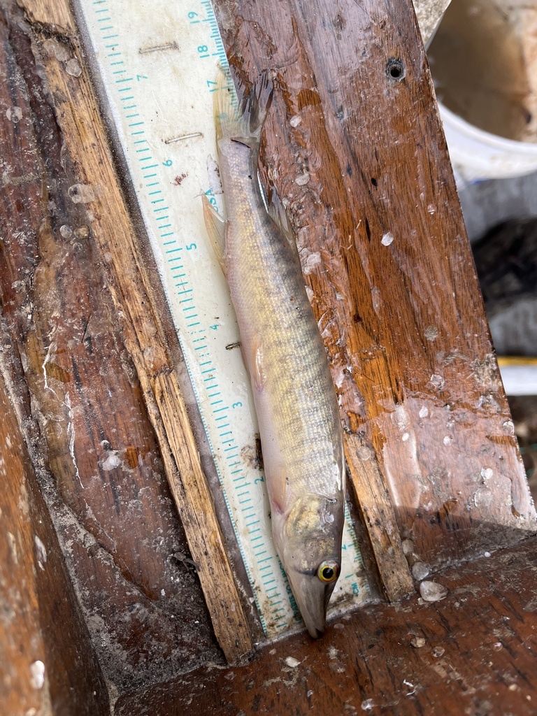 Grass Pickerel from Cache River, Karnak, IL, US on January 14, 2022 at ...