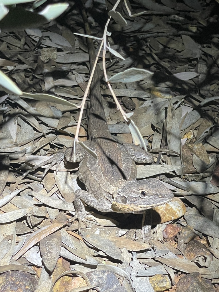 Burns's Dragon in January 2022 by Bruce Edley · iNaturalist