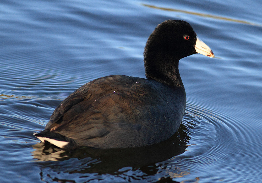 American Coot from Lake Los Carneros, Goleta, CA on December 25, 2011 ...
