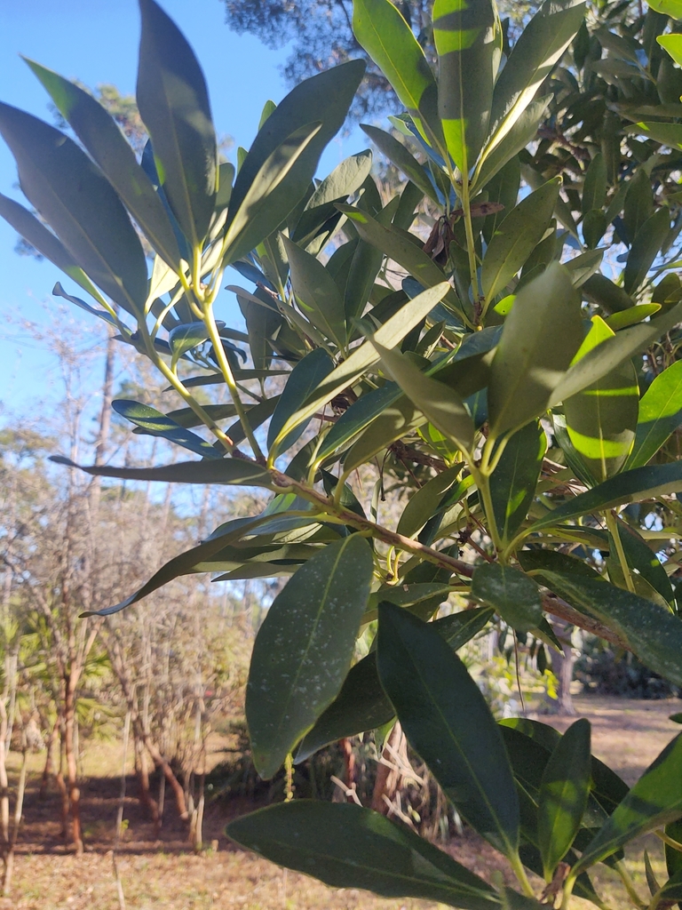 monocots from Brooksville, FL 34601, USA on January 15, 2022 at 09:47 ...