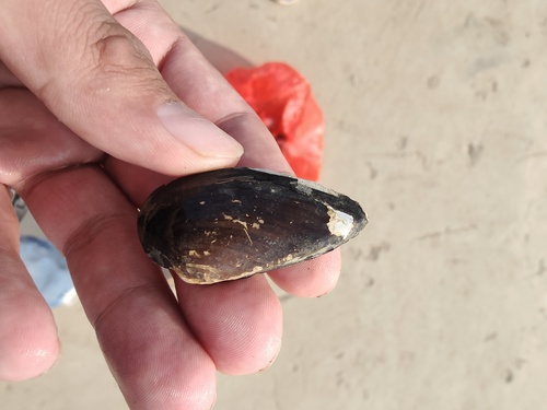 Cuneopsis heudei · iNaturalist Mexico