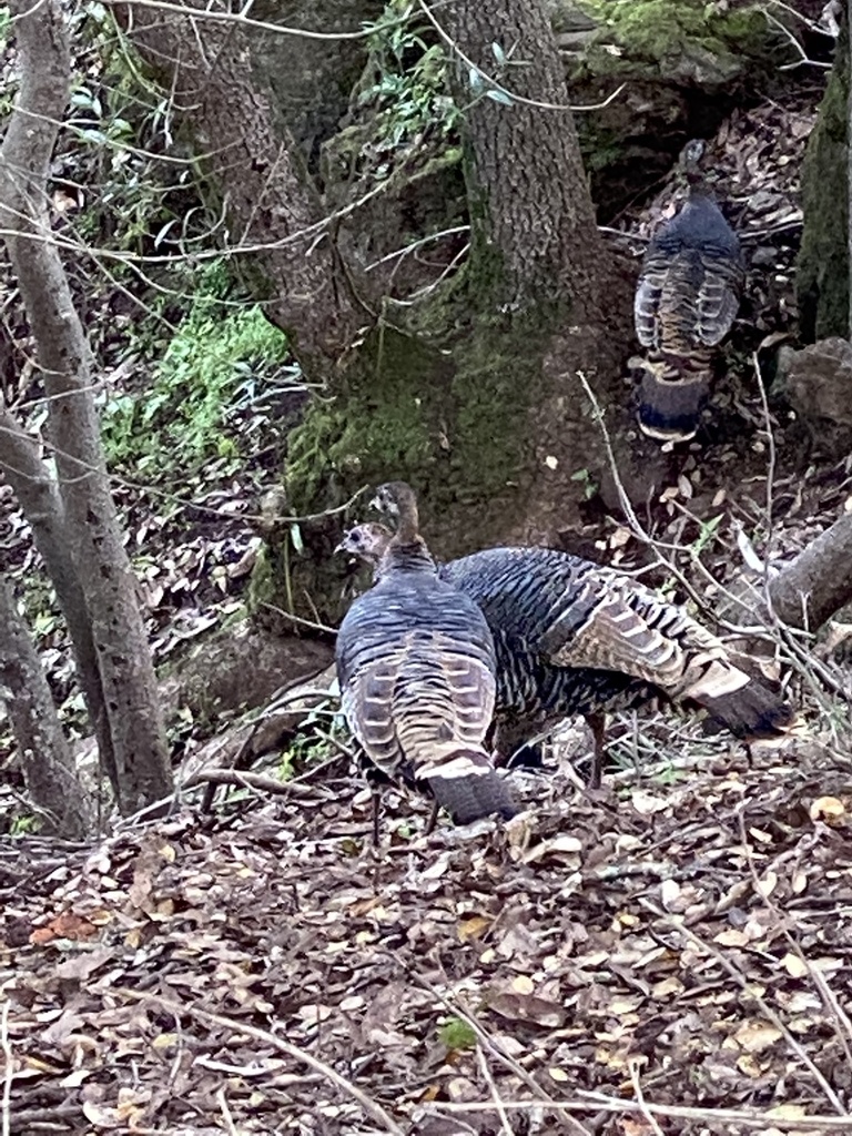 Wild Turkey from Skyline Wilderness Park, Napa, CA, US on January 15 ...