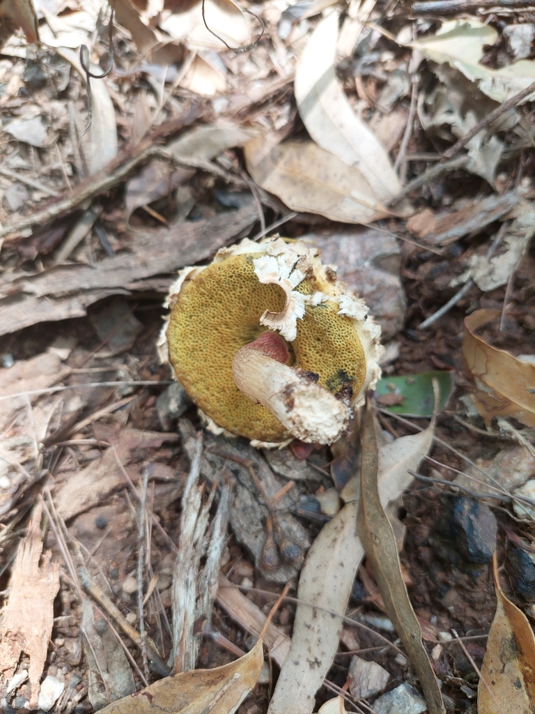 Pineapple Bolete from Chermside West QLD 4032, Australia on January 16 ...