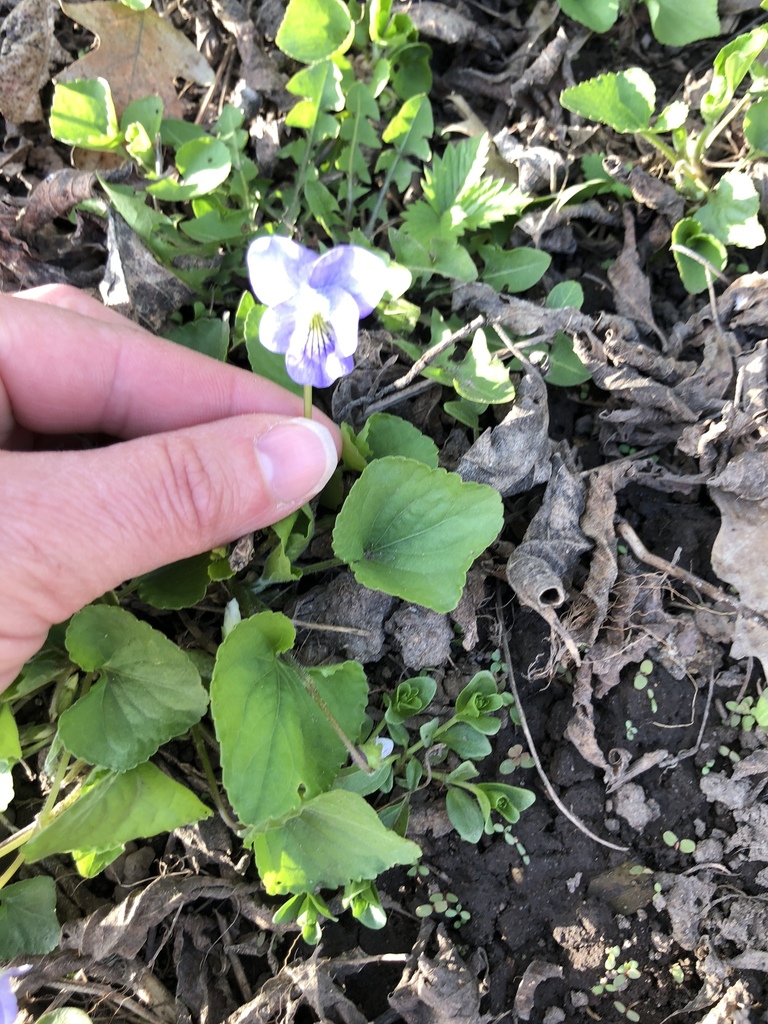 common blue violet from 13789 135th Ave NE, Foley, MN, US on May 7 ...