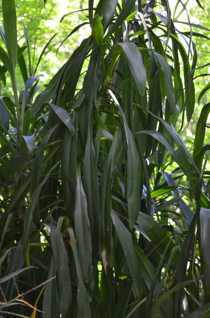cabbage trees and allies from Temple View, Hamilton, New Zealand on ...