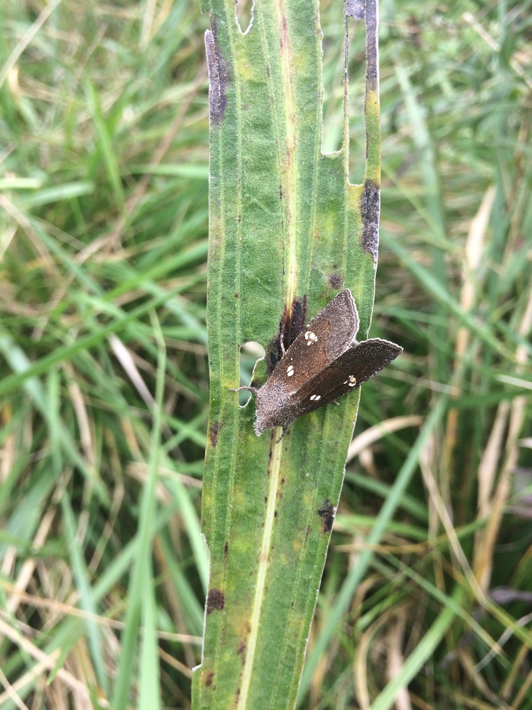 Liatris Borer Moth from 5200 Matchette Rd, Windsor, ON N9C 4E8, Canada ...