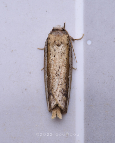 Niganda griseicollis · iNaturalist