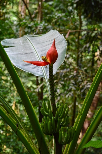 Musa nanensis · iNaturalist