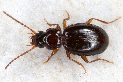 Trechus rotundatus · iNaturalist