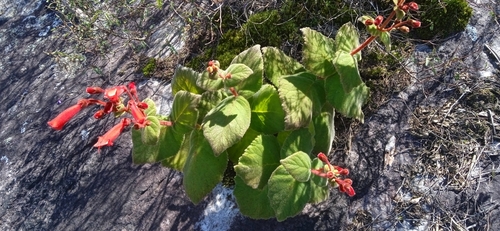 Sinningia magnifica · iNaturalist