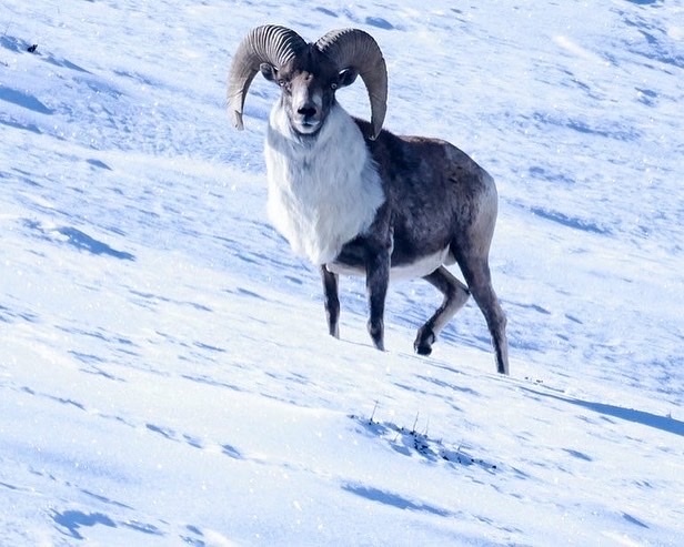 Tibetan Argali in November 2021 by viveknaturalist · iNaturalist