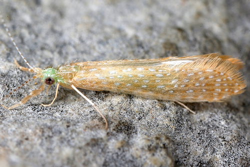 Setodes punctatus · NaturaLista Colombia