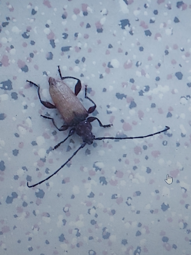 Callidiellum villosulum from 7860 Lessines, Belgique on January 16 ...