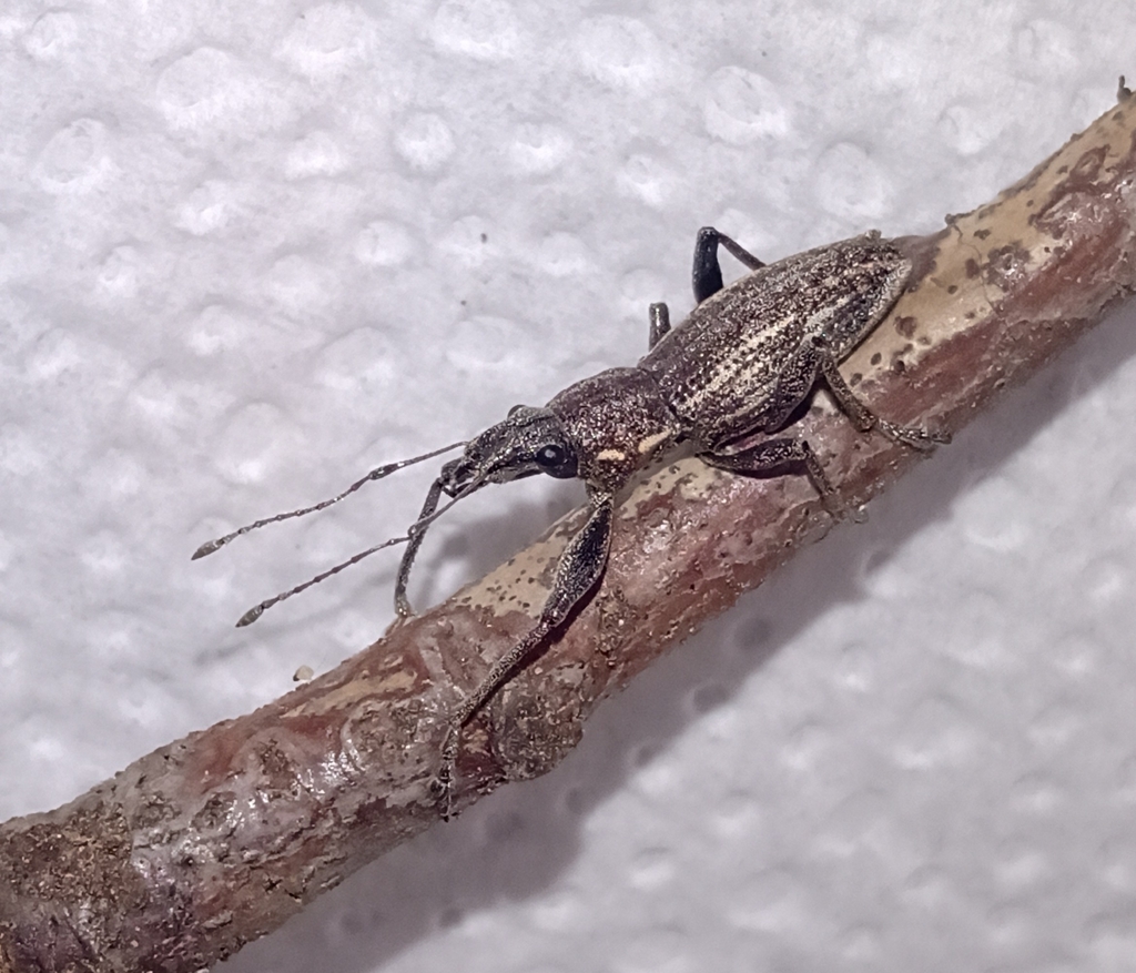 Naupactus xanthographus from Campana on January 16, 2022 at 02:03 PM by ...