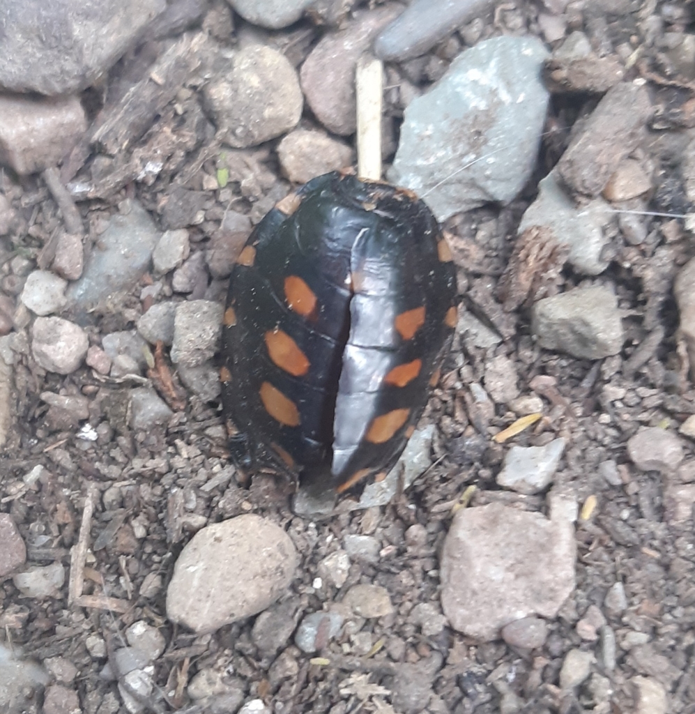 Insects from Capital, Salta, Argentina on January 16, 2022 at 08:40 AM ...
