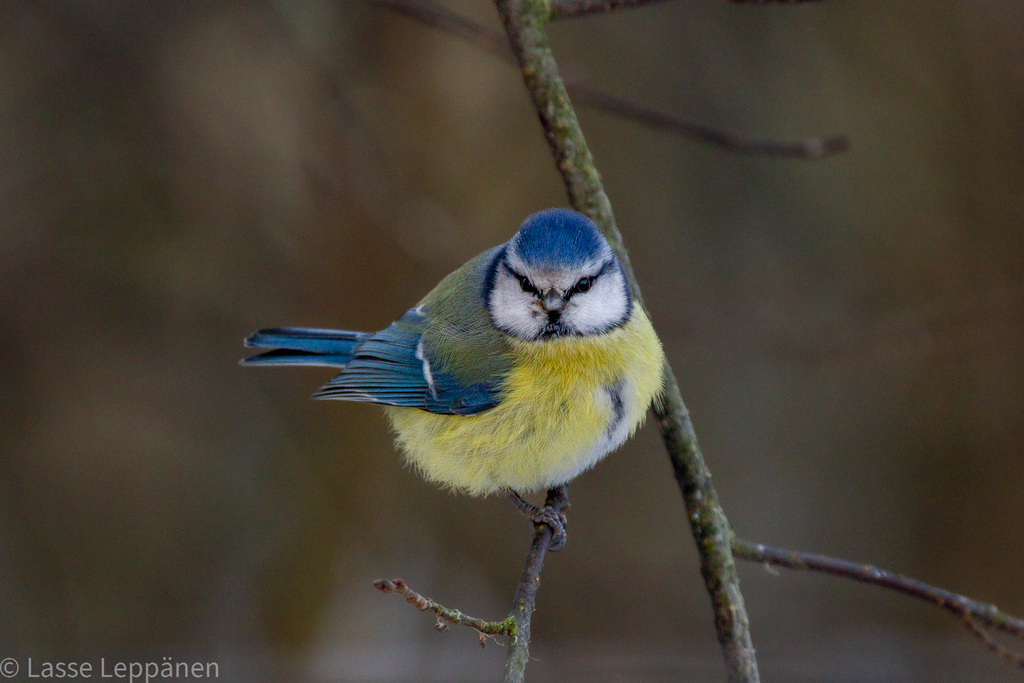 Eurasian Blue Tit from Leppävaara, Espoo, Finland on January 16, 2022 ...