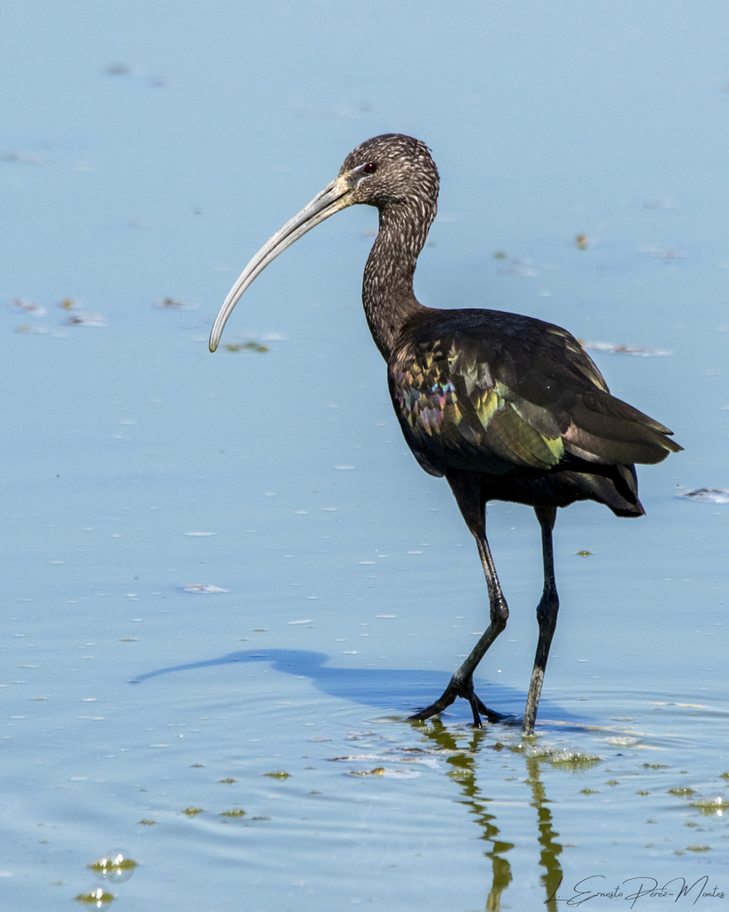 Glossy Ibis from La Paz, BCS, Mexico on November 13, 2019 at 11:35 AM ...