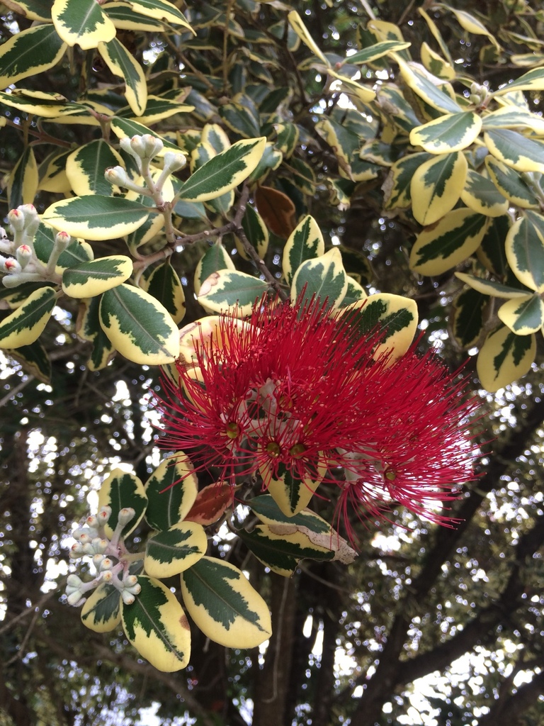 Pōhutukawa from Olienhout Avenue, Humansdorp, EC, ZA on December 25 ...