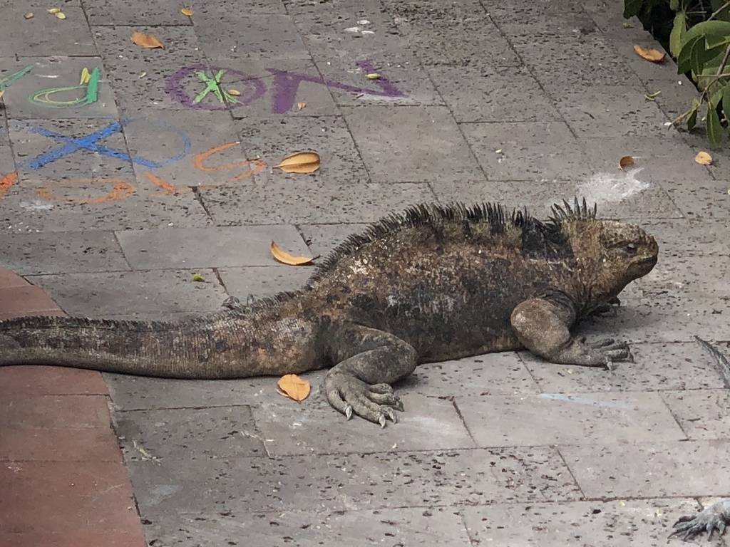 Santa Cruz Marine Iguana in January 2022 by Colin Chance · iNaturalist