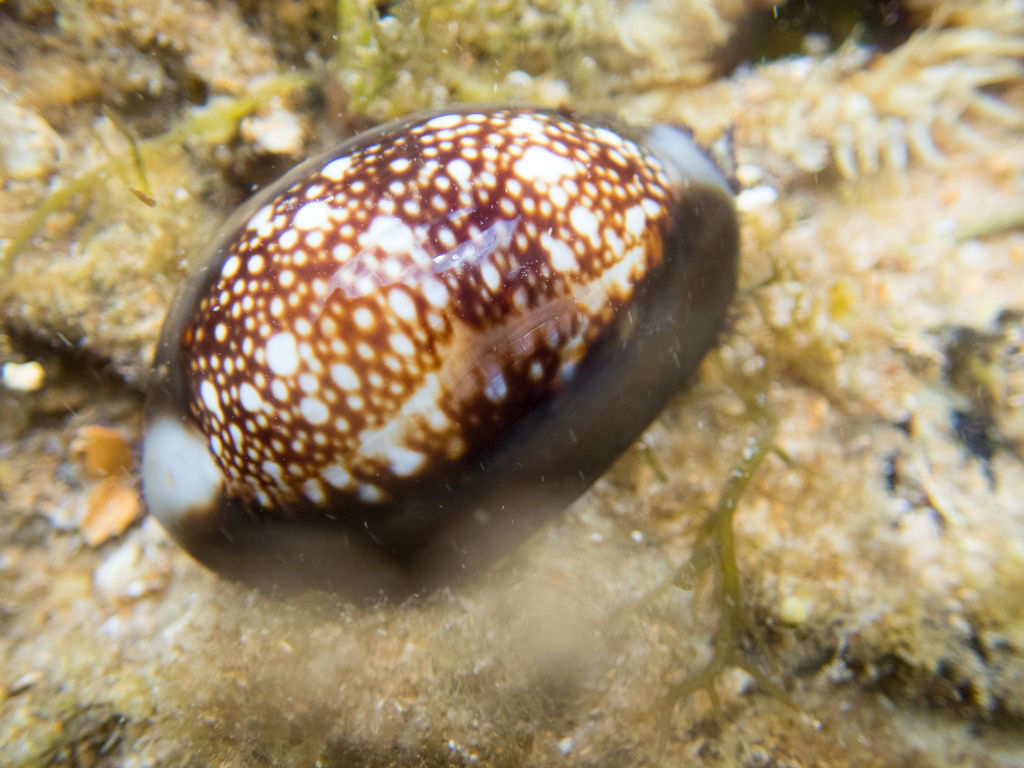 Snakehead Cowrie from Terrigal Haven Rock Platform NSW 2260, Australia ...