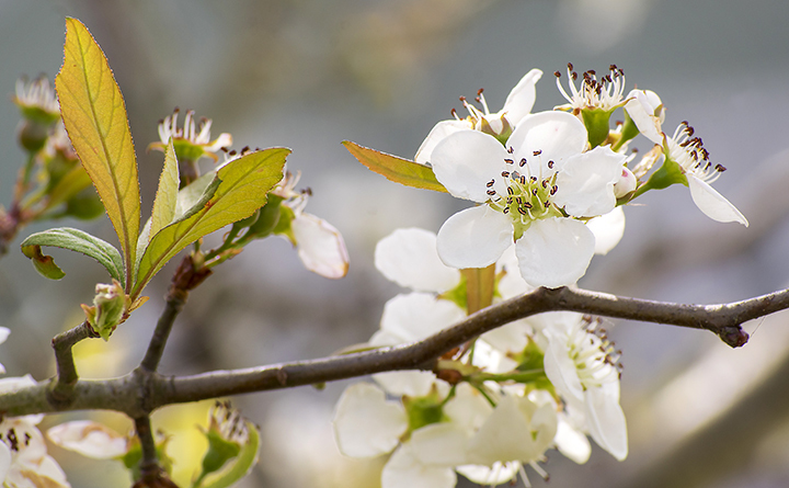 Western Mayhaw from 480 Richland Pl, Monroe, LA 71203, USA on March 10 ...