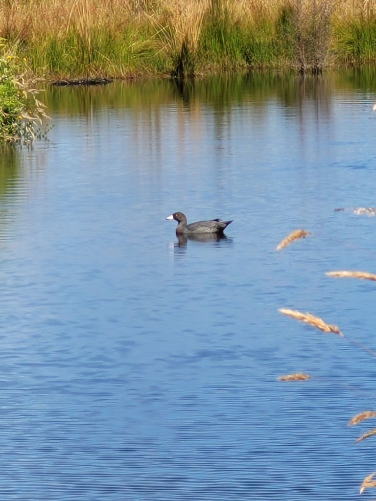 Blue Duck from Franz Josef / Waiau 7886, New Zealand on January 16 ...