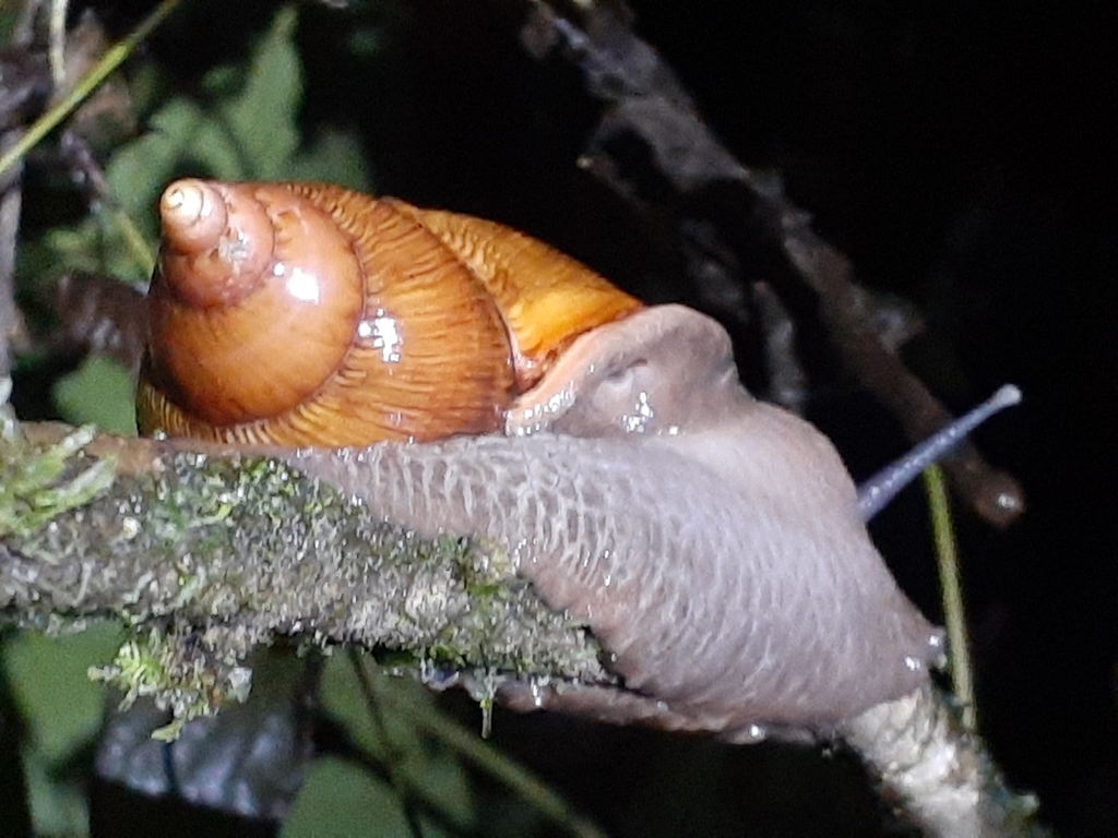 Porphyrobaphe irrorata from Mindo, Ecuador on January 16, 2022 at 02:11 ...