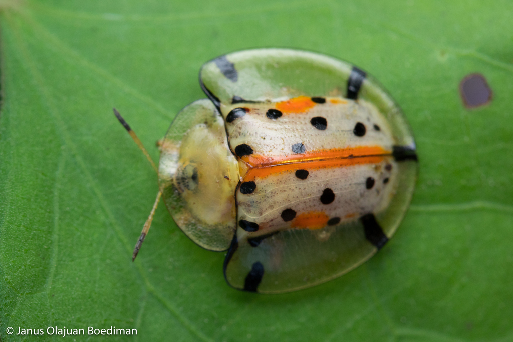 Asian Spotted Tortoise Beetle in December 2019 by Janus Olajuan ...