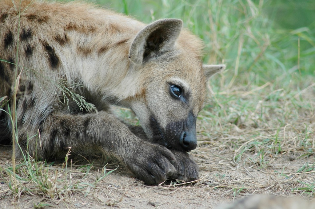 Spotted Hyena from Ehlanzeni, South Africa on January 15, 2004 at 11:47 ...
