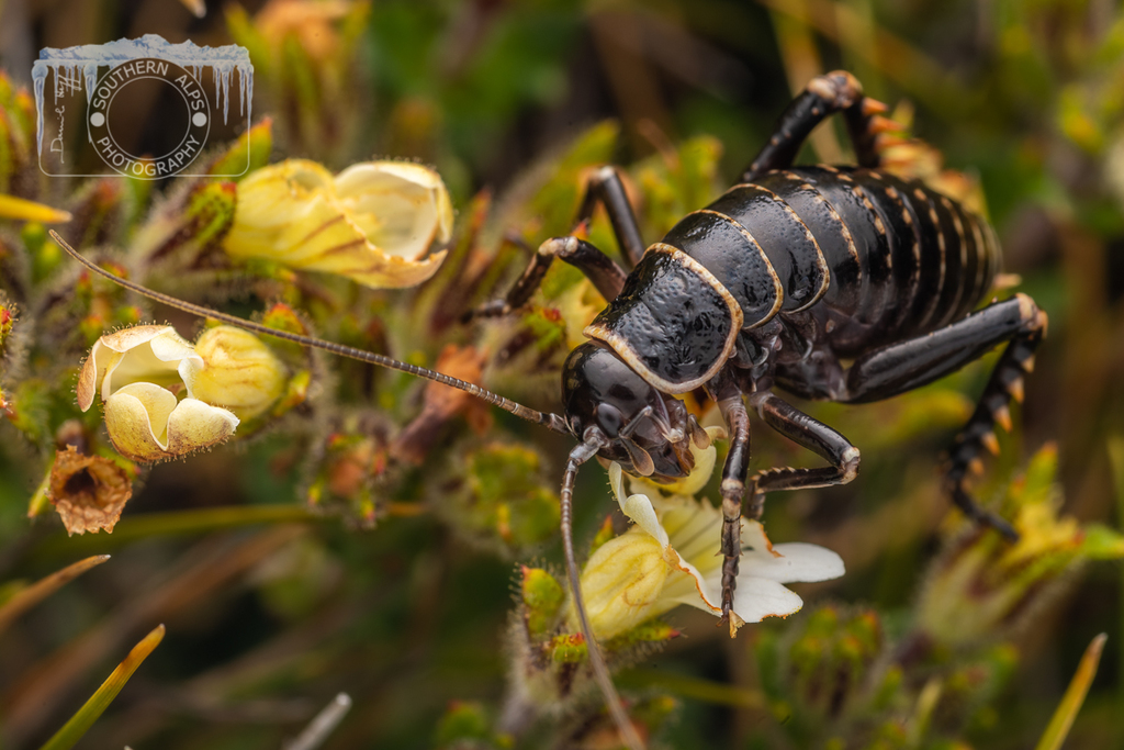Mt Arthur Giant Weta in January 2022 by Danilo Hegg · iNaturalist