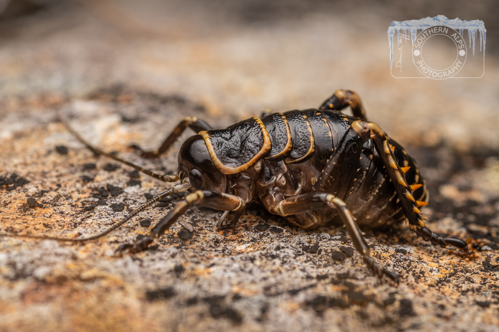 Mt Arthur Giant Weta in January 2022 by Danilo Hegg · iNaturalist