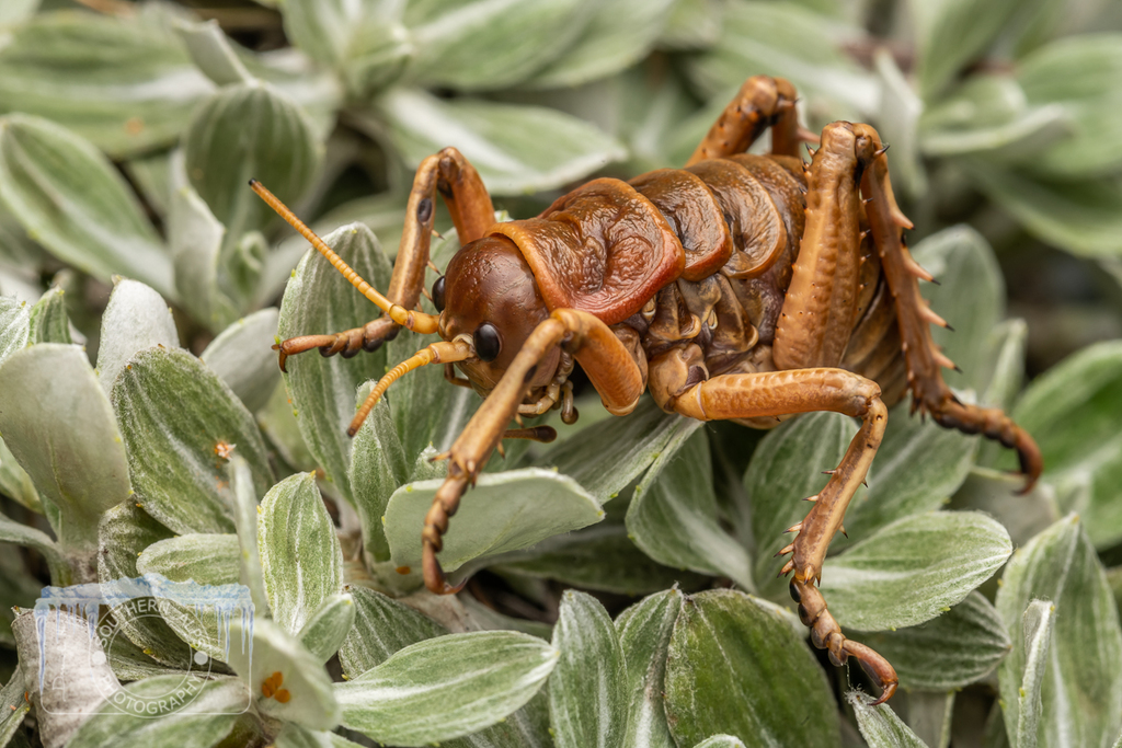 Mt Arthur Giant Weta in January 2022 by Danilo Hegg · iNaturalist
