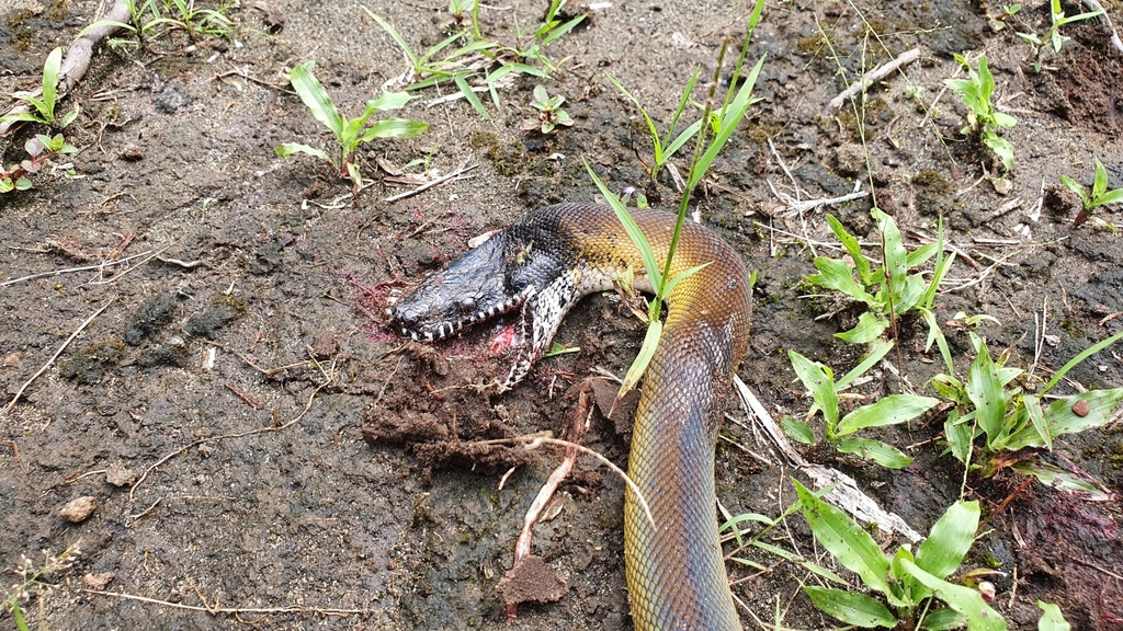 Northern White-lipped Python from Mumes, Teluk Mayalibit, Raja Ampat ...
