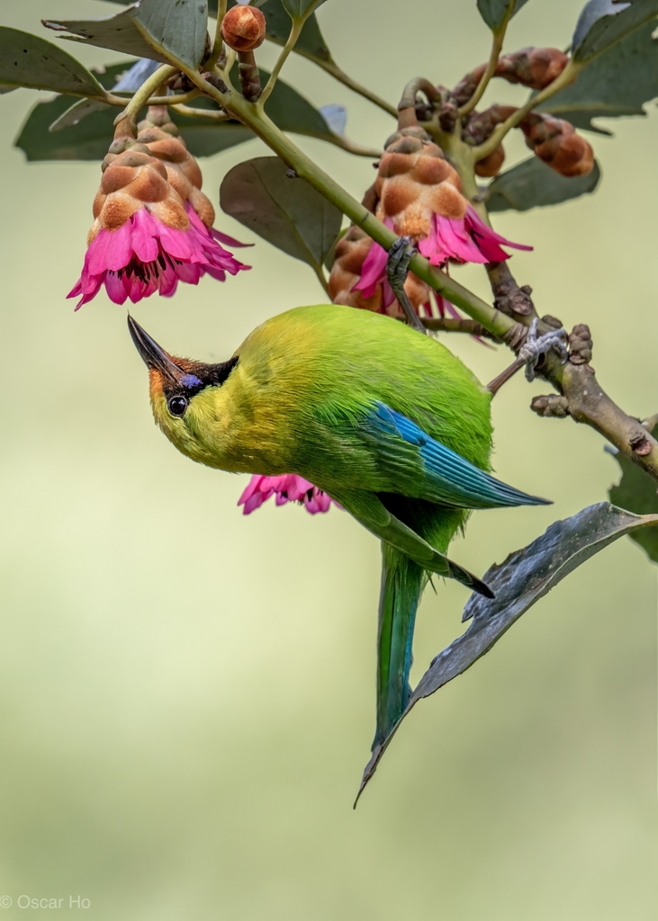 Blue-winged Leafbird from Tai Po Kau Nature Reserve on January 15, 2022 ...