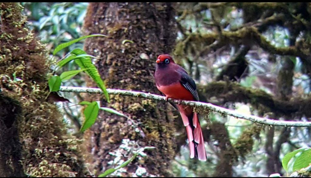 Ward's Trogon in April 2017 by Rose Ann Morandante Reynado · iNaturalist
