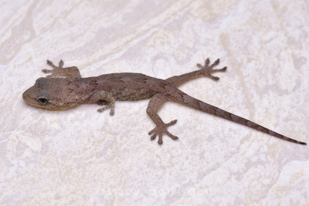 Webbed-toed Gecko from 中国浙江省丽水市东西岩 on September 6, 2021 at 12:01 PM by ...