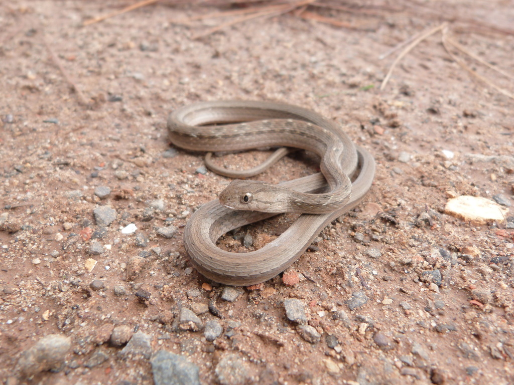 Keeled Sepia Snake from Santa Maria, RS, BR on February 17, 2014 at 01: ...