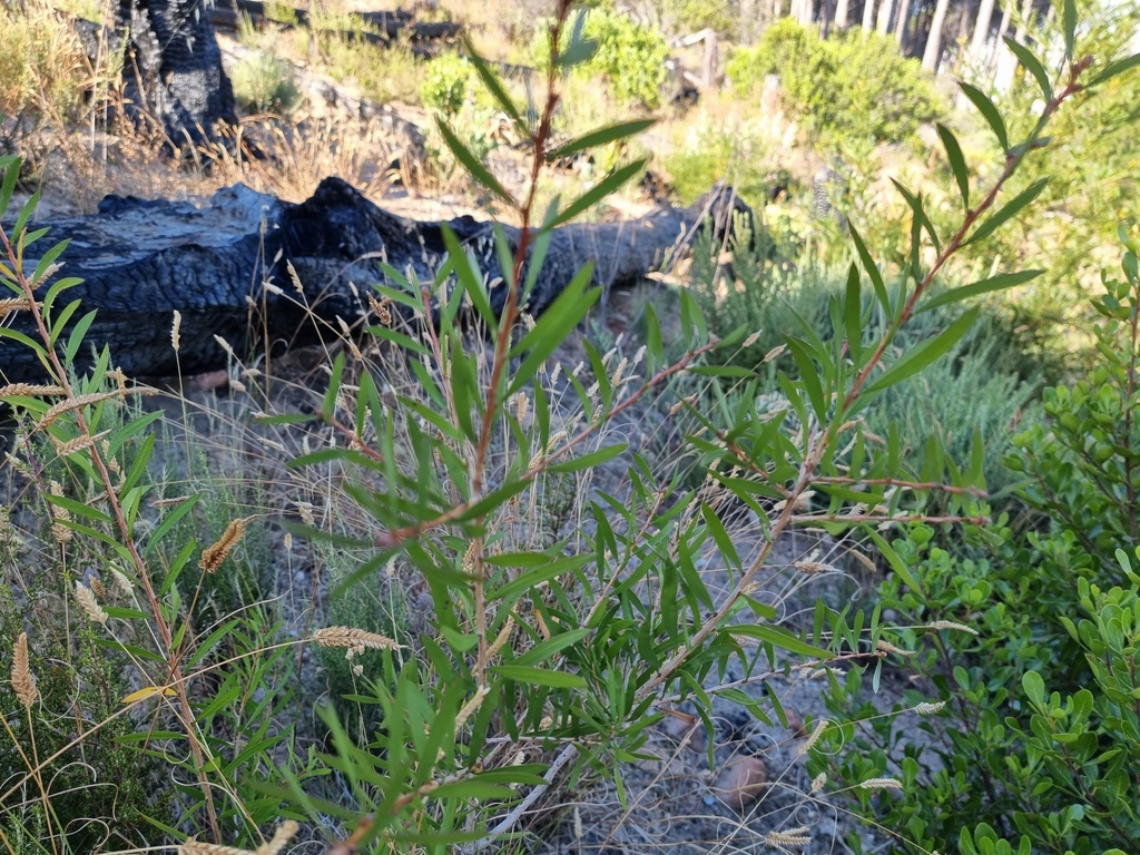 Melaleuca rugulosa from Signal Hill, Cape Town, 8001, South Africa on ...