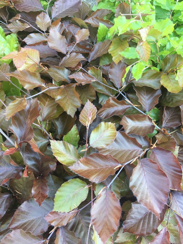 European beech from Rembrandtlaan 2, Veenendaal, Utrecht, NL on May 8 ...