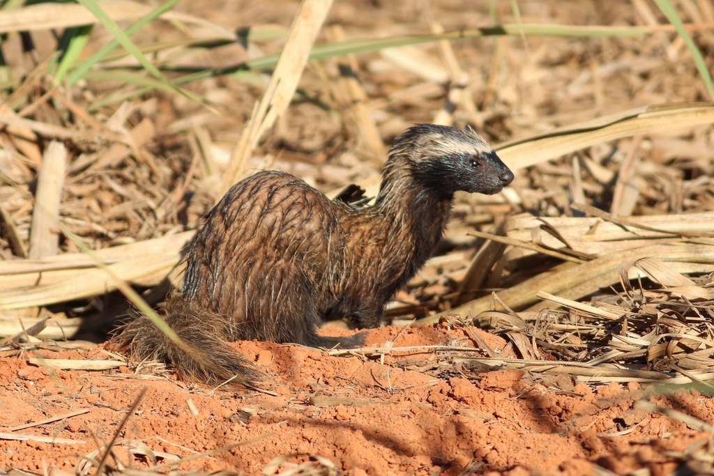 Lesser Grison from Pompéu on September 2, 2021 at 07:54 AM by Luiz ...