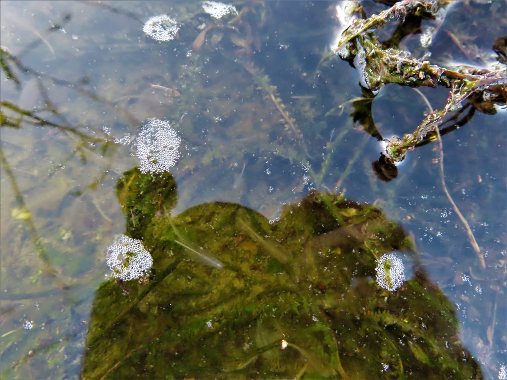Branchinecta in January 2022 by Brian Hinds · iNaturalist