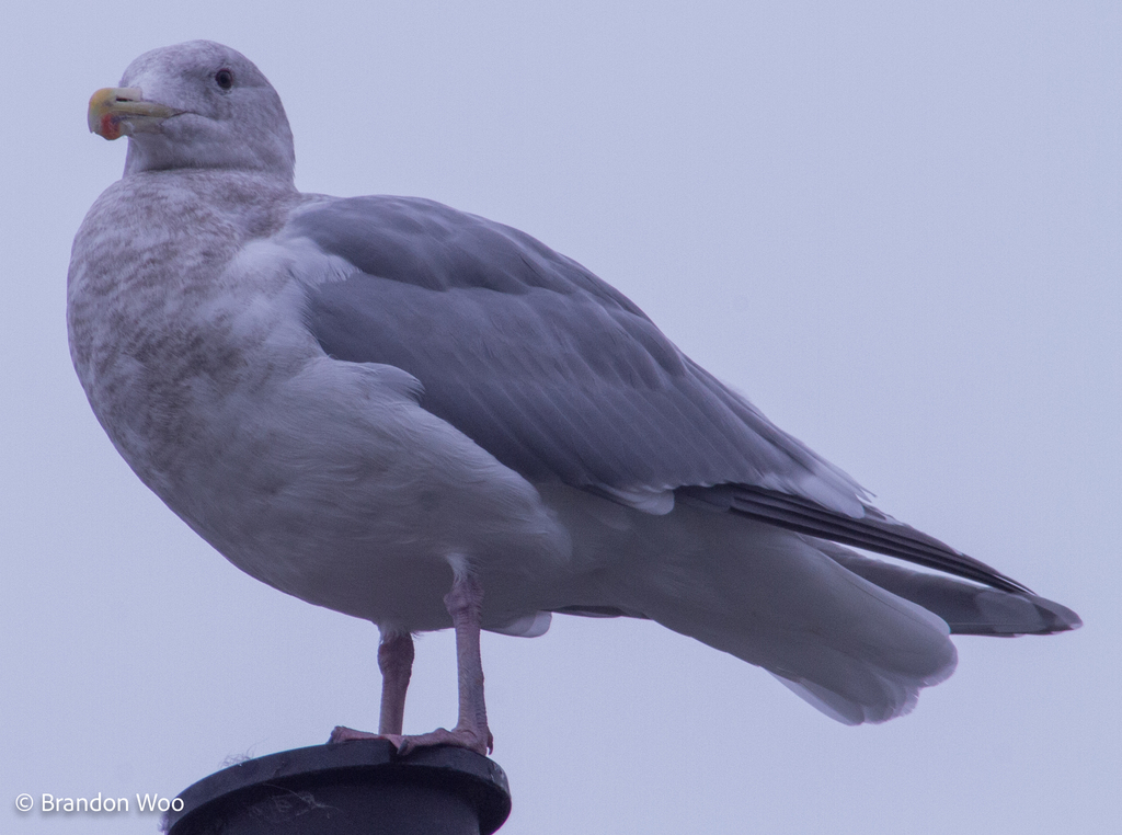 Olympic Gull from Eugene, OR, USA on January 16, 2022 at 10:04 AM by ...