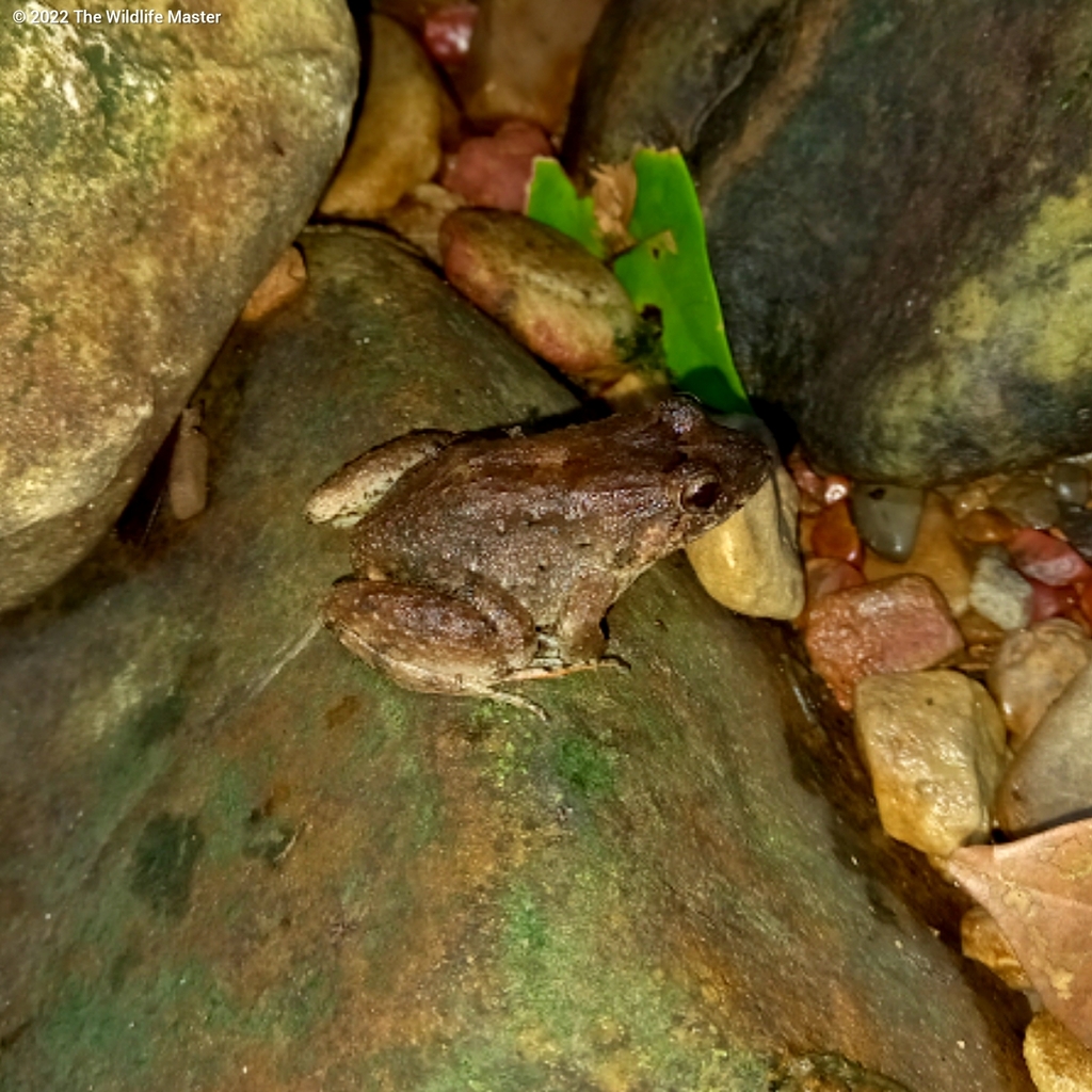 Smooth-skinned Ditch Frog from Sangre Grande Regional Corporation ...