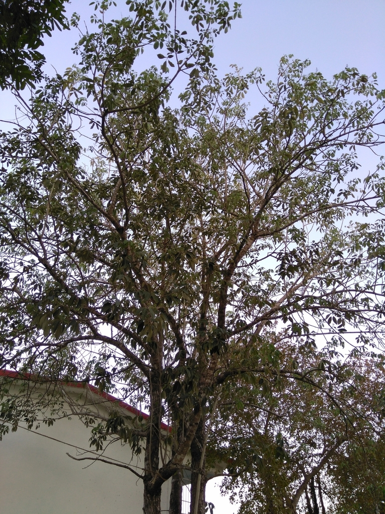 Vitex gaumeri in May 2018 by Martha Patricia Blanco Canto · iNaturalist