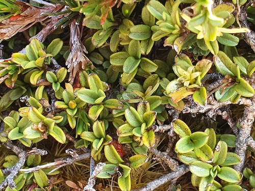 Coprosma crenulata · iNaturalist