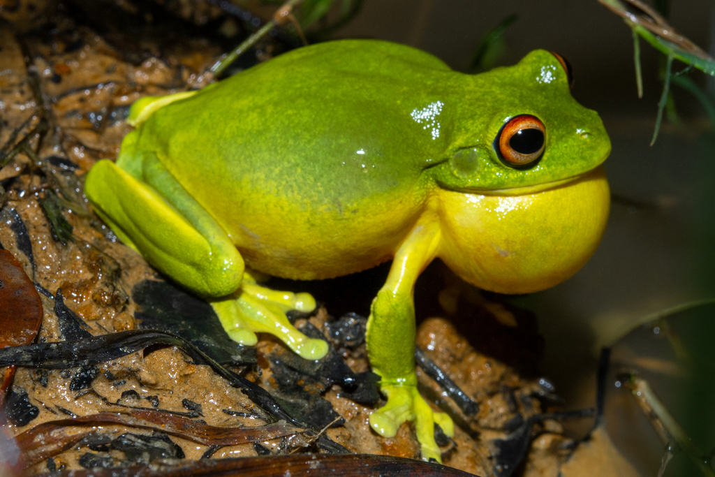 Orange-eyed Tree Frog from Wattagan Mountains, Ravensdale NSW 2259 ...