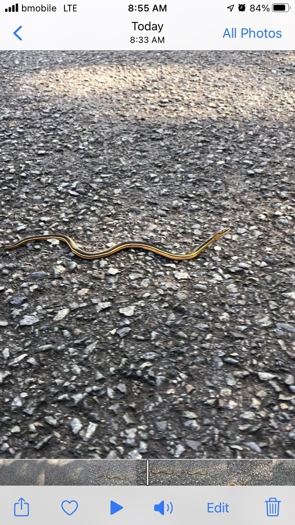 Trinidad Black-backed Snake from Tobago, Trinidad and Tobago, TT on ...