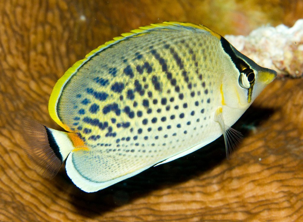 Spotted × Spotbanded Butterflyfish from 6798, Christmas Island on May 6 ...