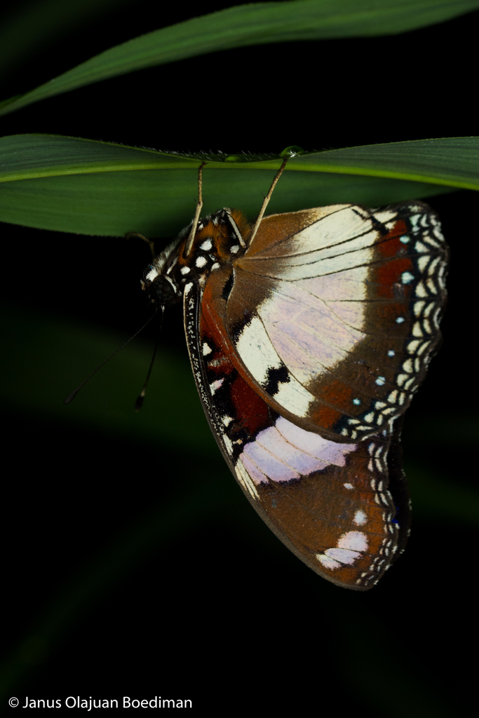 Danaid Eggfly in March 2020 by Janus Olajuan Boediman · iNaturalist